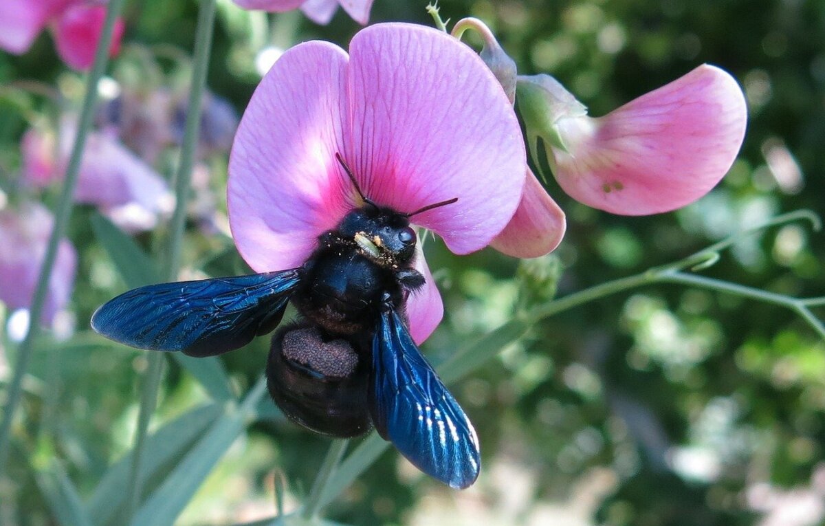 The ABC’s of Aussie Bees – PlantingSeeds